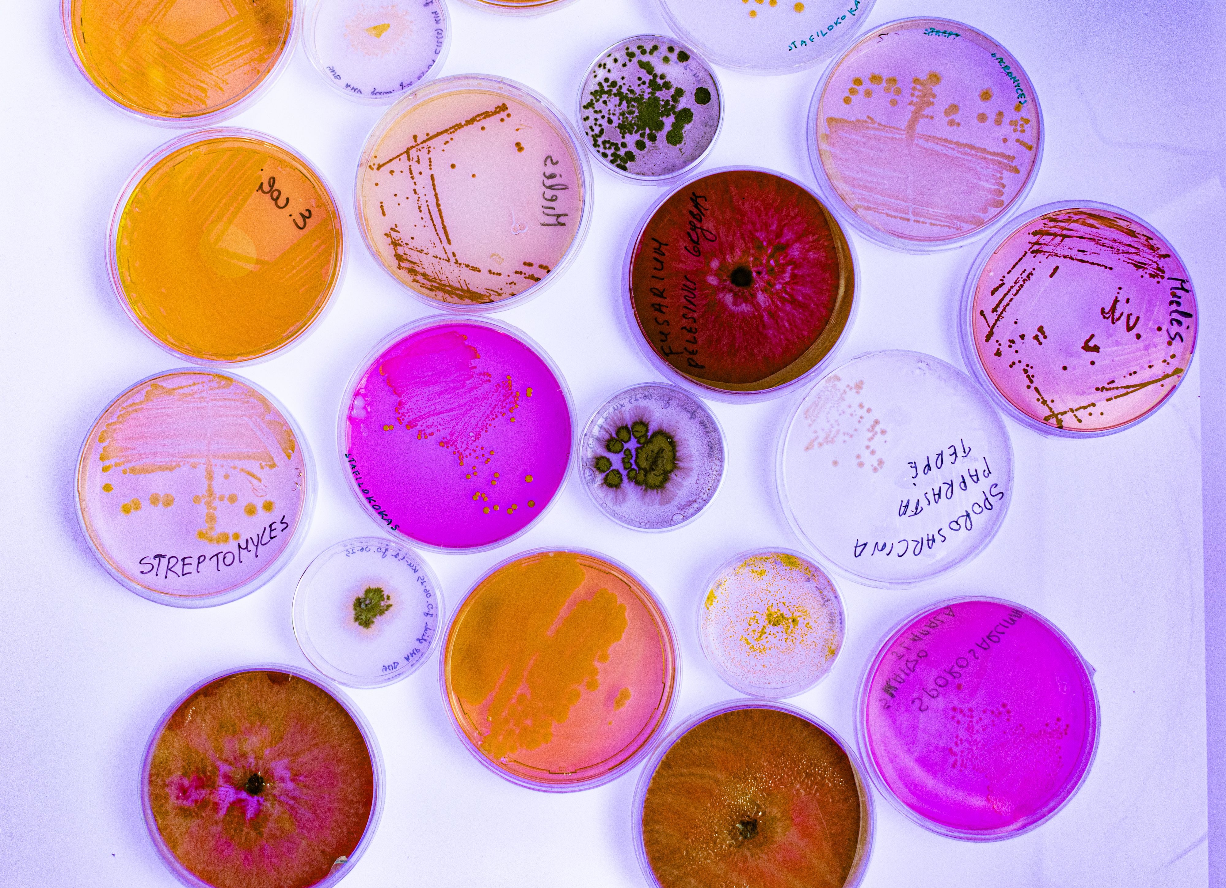 Mikrobiologija - Vilniaus Universitetas